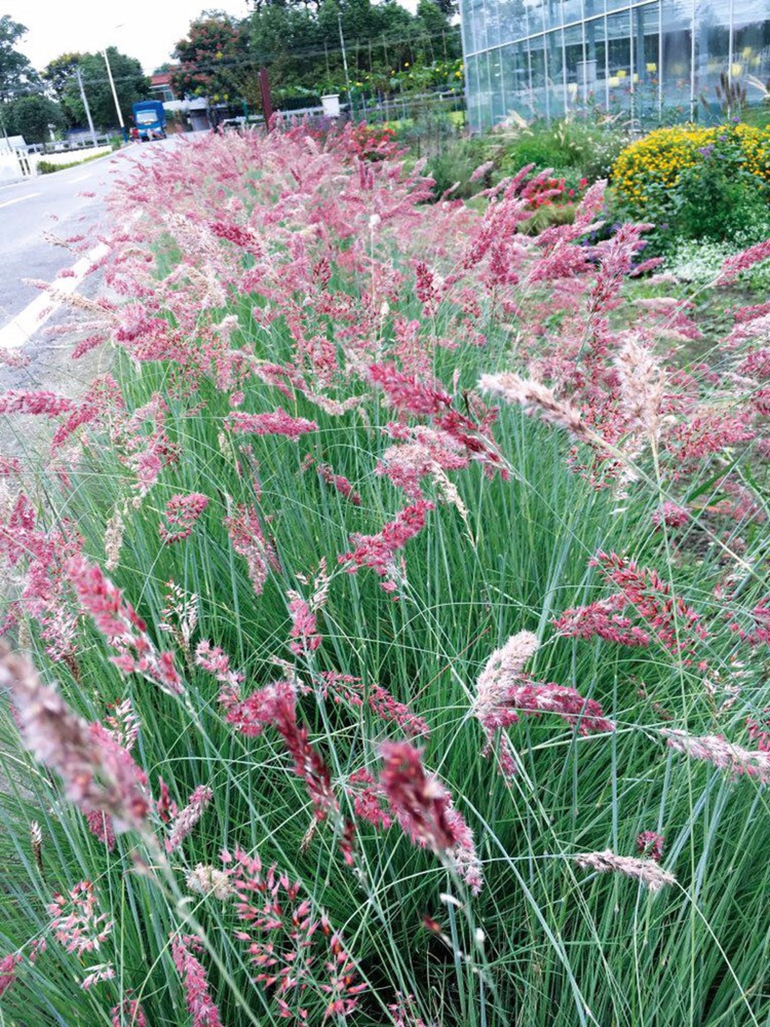 Rare Ruby Grass Seeds, Pink Bubble Grass, Rhynchelyrtum Nerviglumis ...