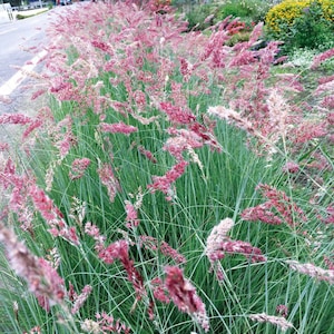 Rare Ruby Grass Seeds, Pink Bubble Grass, Rhynchelyrtum Nerviglumis ...