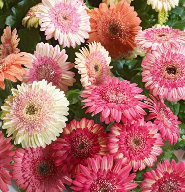 5 Cartwheel Strawberry Twist Gerbera Daisy Seeds, Gerbera Jamesonii ...