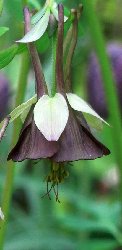 Black Chocolate Soldier Gothic Columbine Seeds, Black Flowering Shade ...