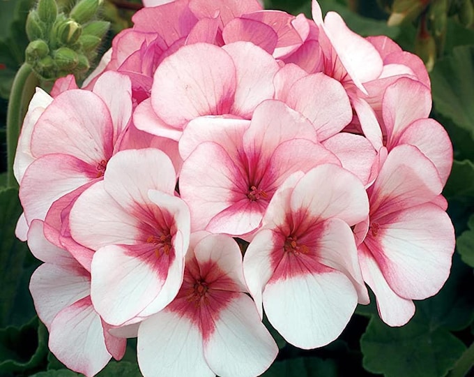Maverick Series Star Pink Geranium Seeds, Pelargonium Zonale PZ0110 - Etsy