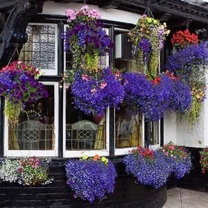 500 Evergreen Aubrieta Whitewell Gem Seeds, Rock Cress, Rock Wall ...