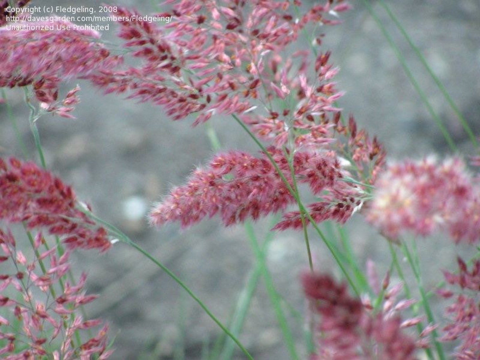 Rare Ruby Grass Seeds, Pink Bubble Grass, Rhynchelyrtum Nerviglumis ...