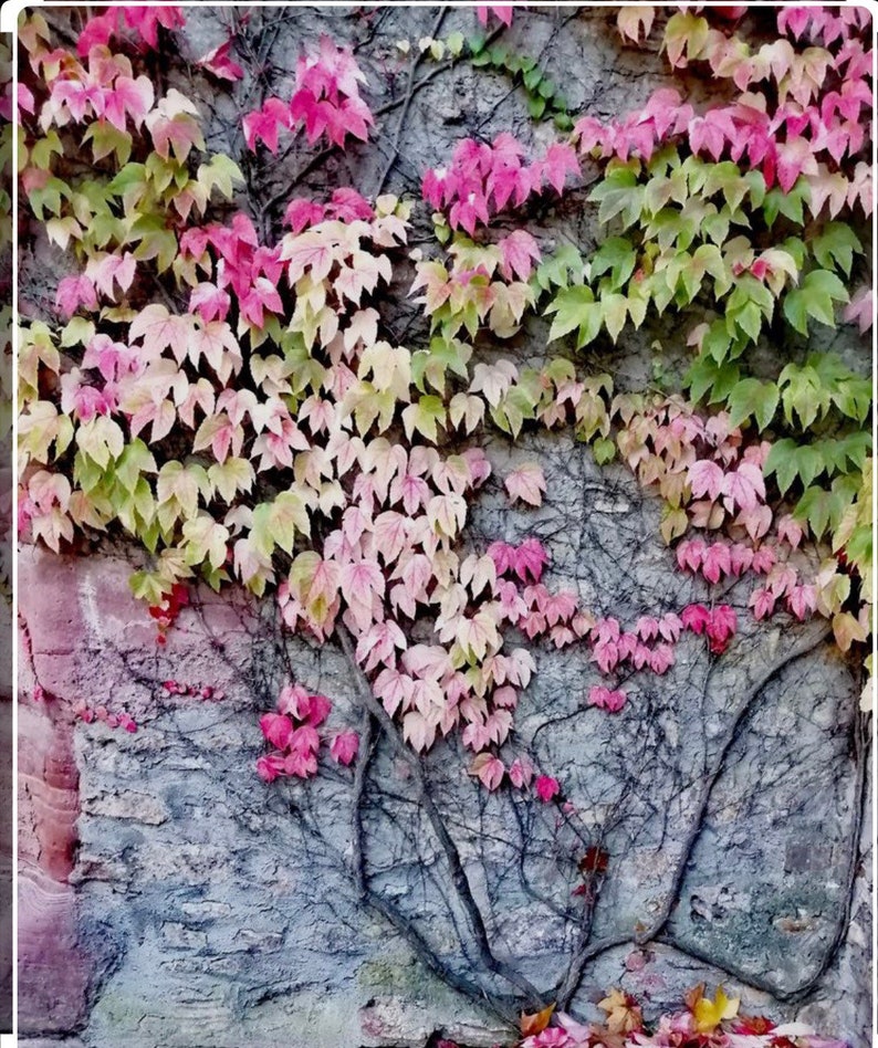 10 Boston Ivy Seeds Parthenocissus Tricuspidata PT0110 - Etsy