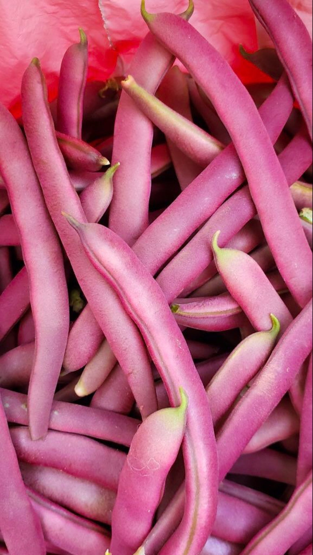 Tanya's Pink Pod Bush Snap Bean, Iridescent Pink, Organic Phaseolus ...
