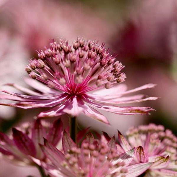 Hattie's Pincushion Seeds at Owen Griver blog