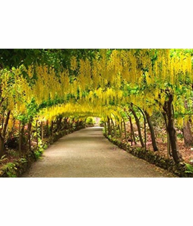 10 Golden Shower Tree Seeds Cassia Fistula 10 Seeds - Etsy