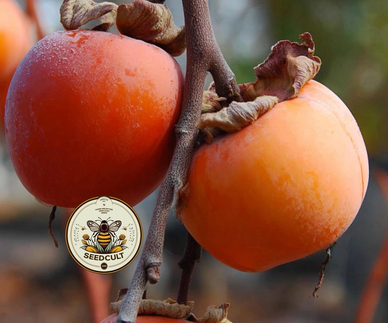 NEW! American Persimmon Tree Seeds, Diospyros Virginiana, DP0125R - Etsy