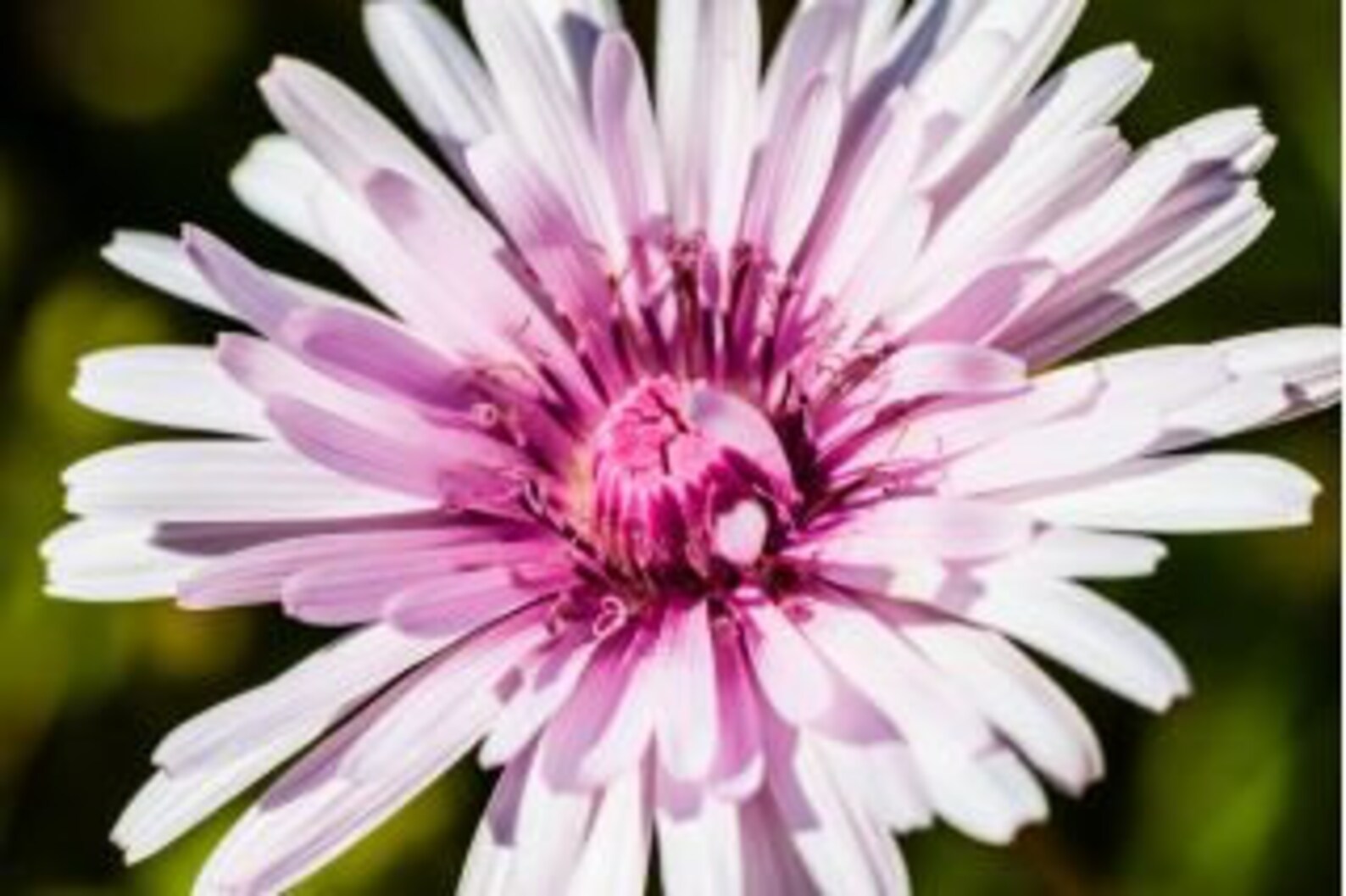 20 Rare Pink 'dandelion' Rose Maiden Hawksbeard - Etsy