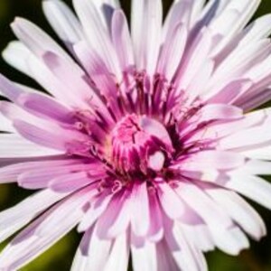 20 Rare Pink 'dandelion' Rose Maiden Hawksbeard - Etsy