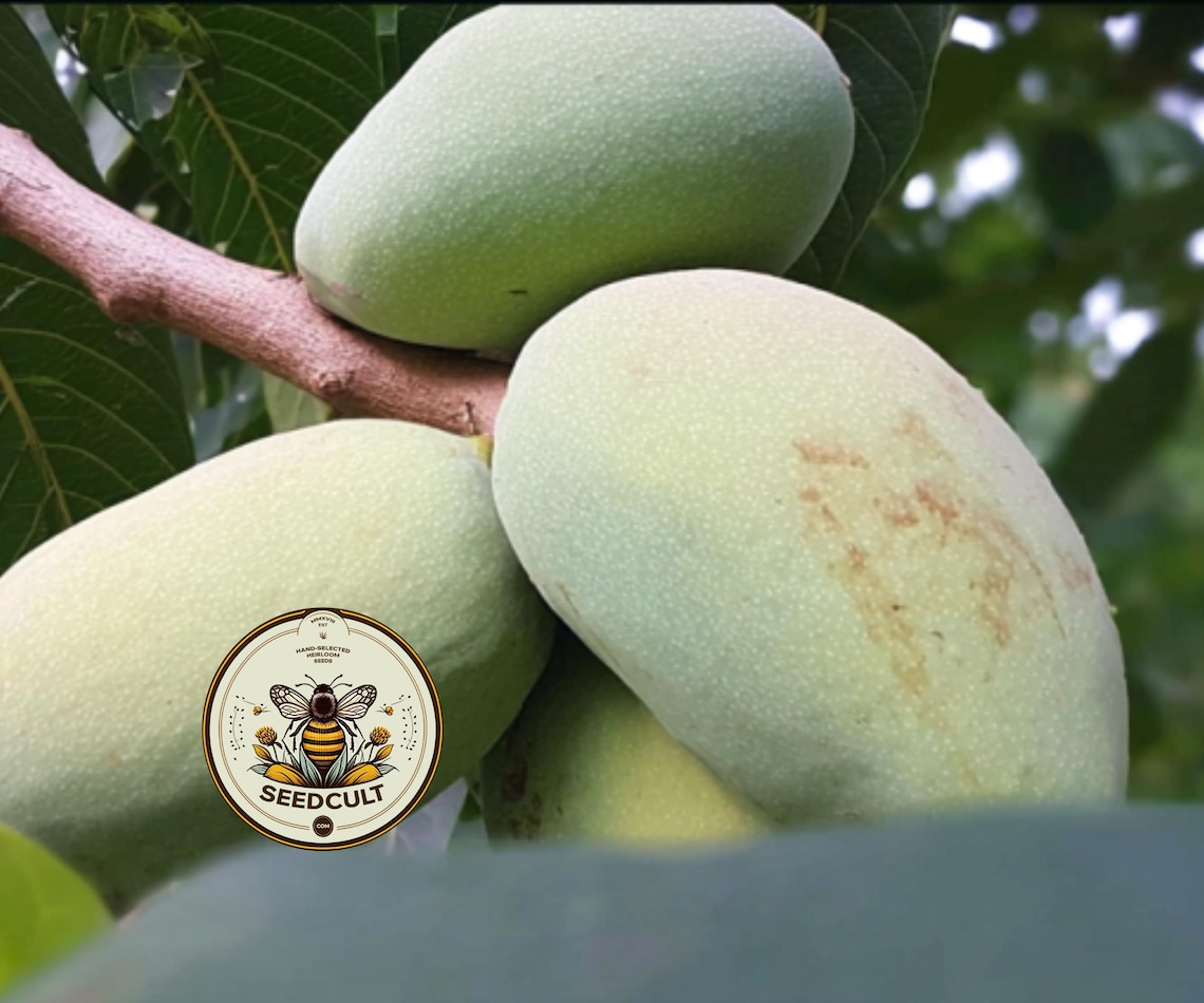 NEW! 5 Pawpaw Fruit Tree Seeds, Native Asimina Triloba, Paw Paw ...