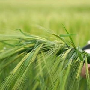 Large Premium Sweetgrass Braid, ONE Hierochloe Orodata, Vanilla Grass ...