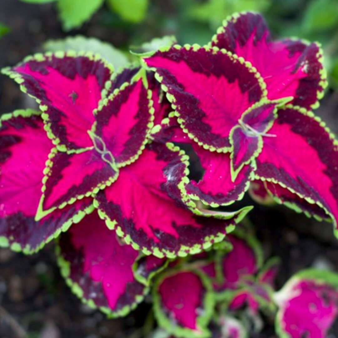 Fairway Rose Coleus Seeds, Indoor Shade Plant, Wizard CC1620 - Etsy