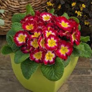 Supernova Fire Primrose Seeds, Primula Polyantha PM3710 - Etsy