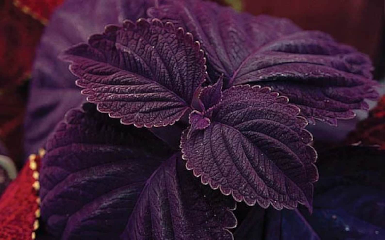 Giant Chocolate Coleus, Palisandra Exhibition Seeds, Indoor Shade Plant ...