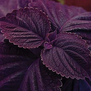 Giant Chocolate Coleus, Palisandra Exhibition Seeds, Indoor Shade Plant ...