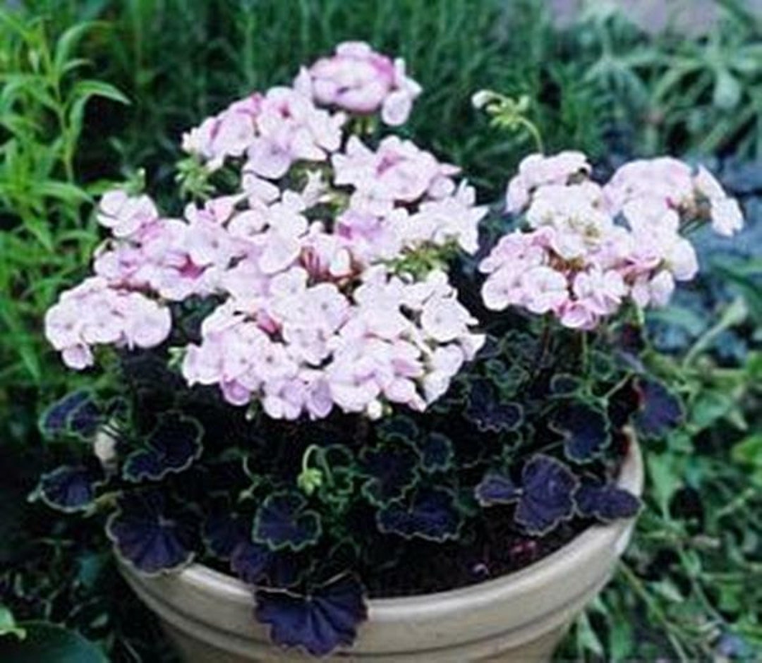 Black Velvet Geranium Appleblossom, 10 Coated Seeds PZ4010 - Etsy