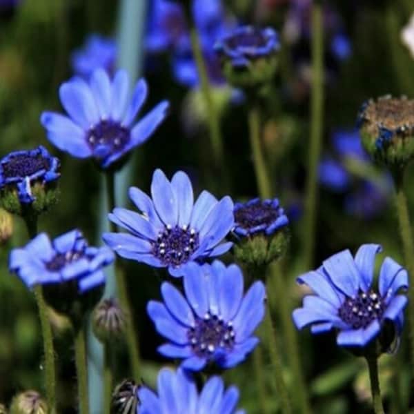 Felicia Daisy Plant - Etsy