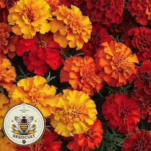 Fireball Marigold Seeds, Color Changing! Tagetes Patula TG4620 - Etsy