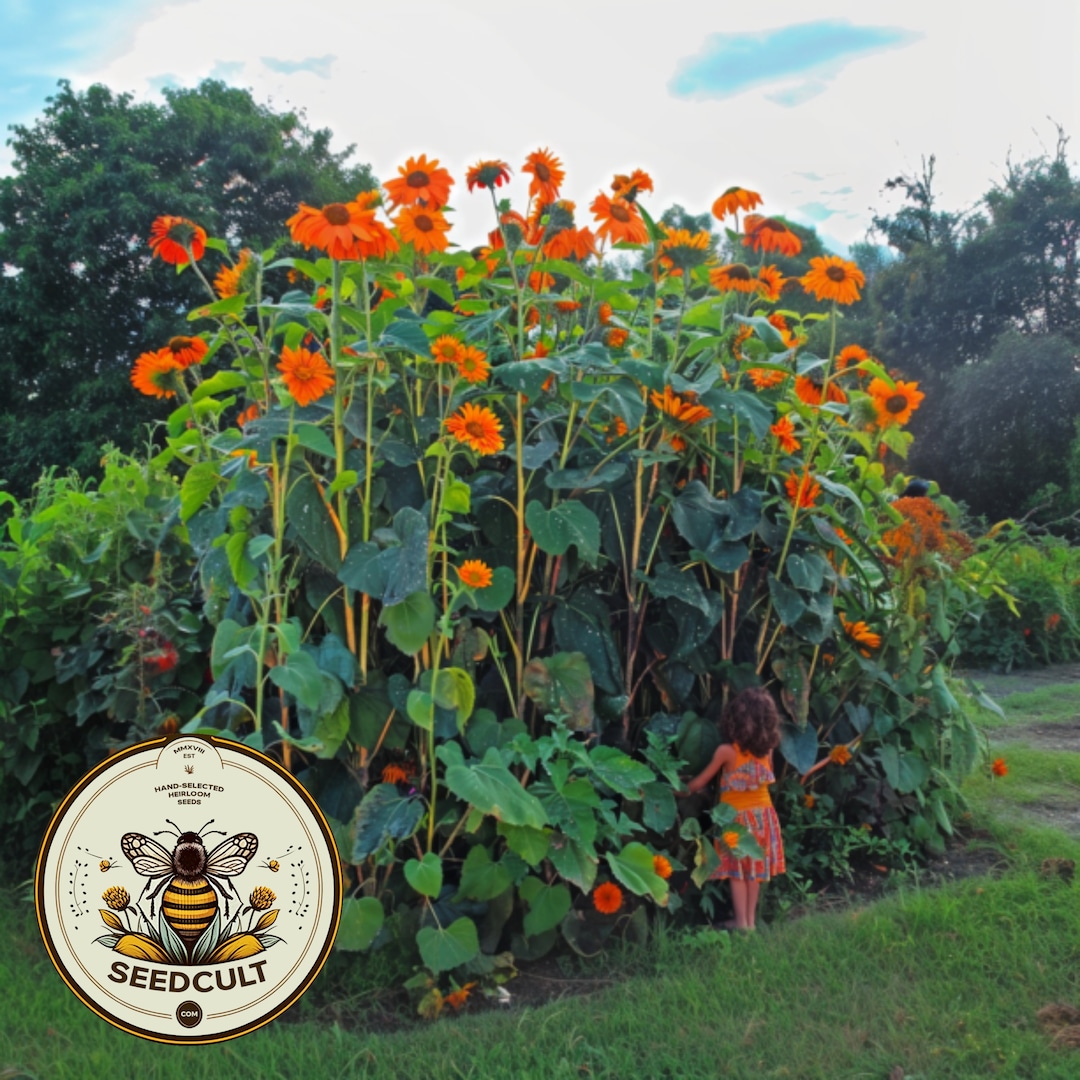 40 Orange Mexican Sunflower Seeds, Orange Torch, Tithonia Rotundifolia ...