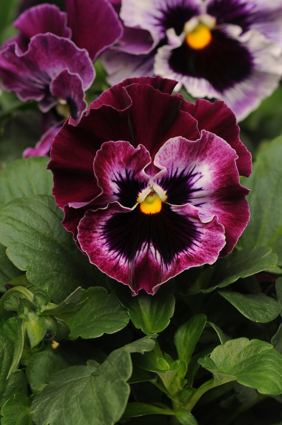 Frizzle Sizzle Raspberry Pansy Seeds, Viola X Wittrockiana VL1420 - Etsy