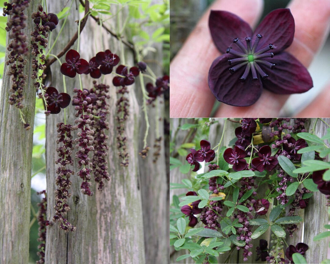 Chocolate Vine Seeds, Akebia Quinata, Five Leaf Akebia Vine, AK0115 - Etsy