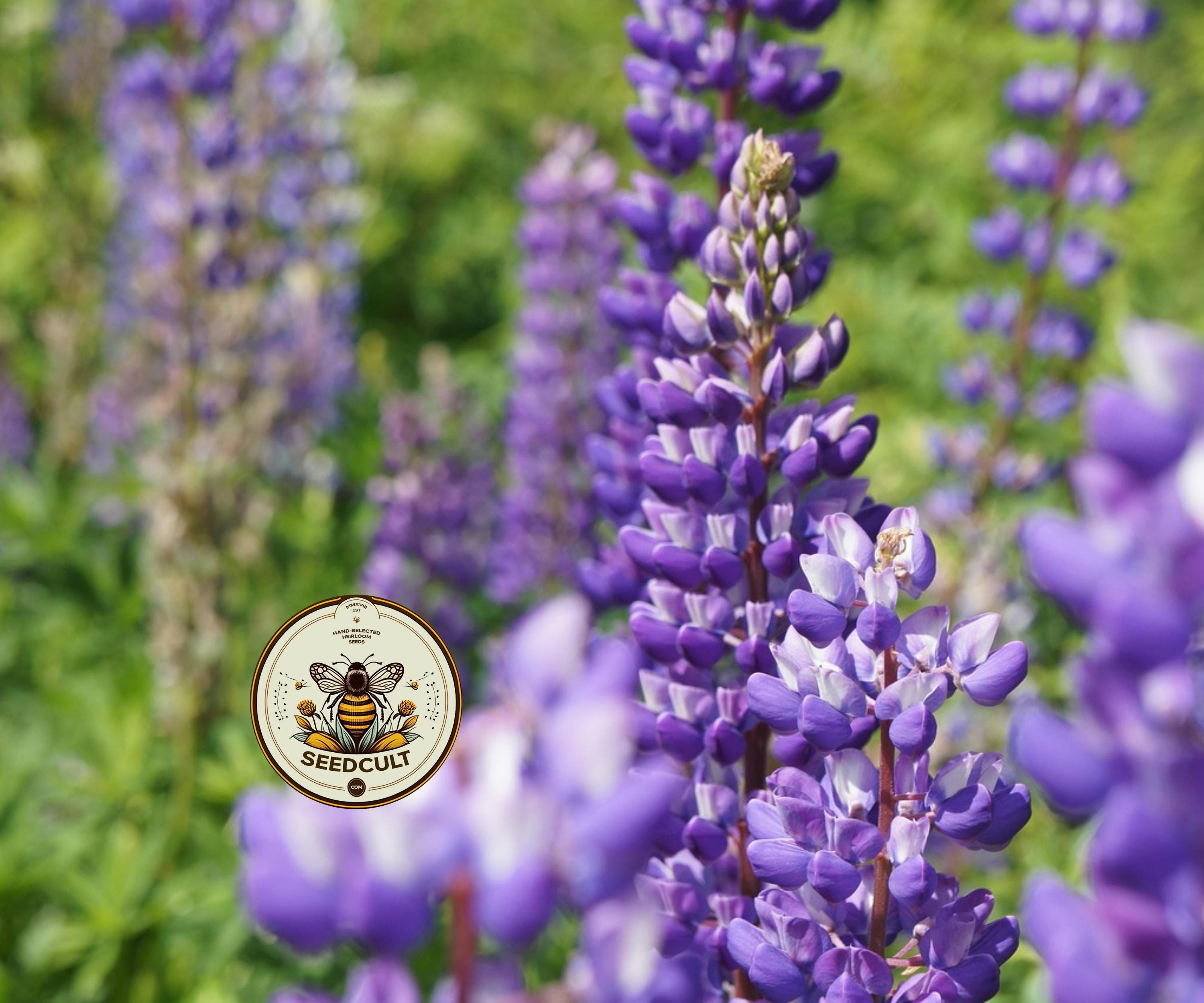 NEW! Wild Native Perennial Lupine Seeds, Lupine, Eastern and Central ...