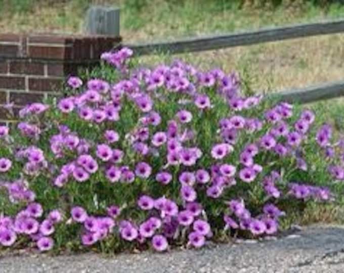 Rare Bush Morning Glory Seeds, Ipomoea Leptophylla IP1110 - Etsy