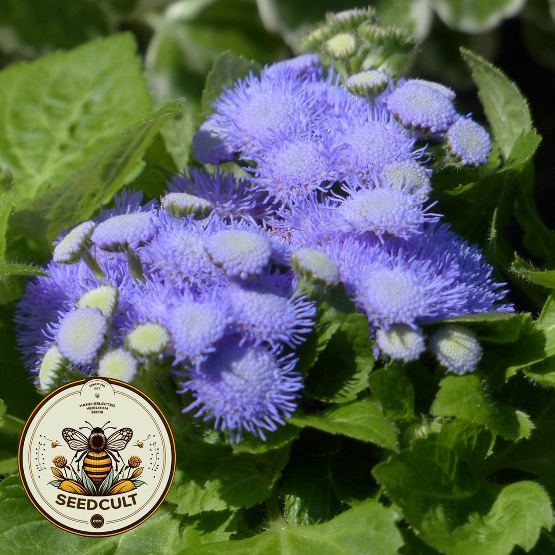 Perennial Native Blue Mist Flower Seeds CM6050 - Etsy