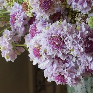 Picotee Scabiosa Seeds, Scabiosa Atropurpurea, Ombre, Color Gradient ...