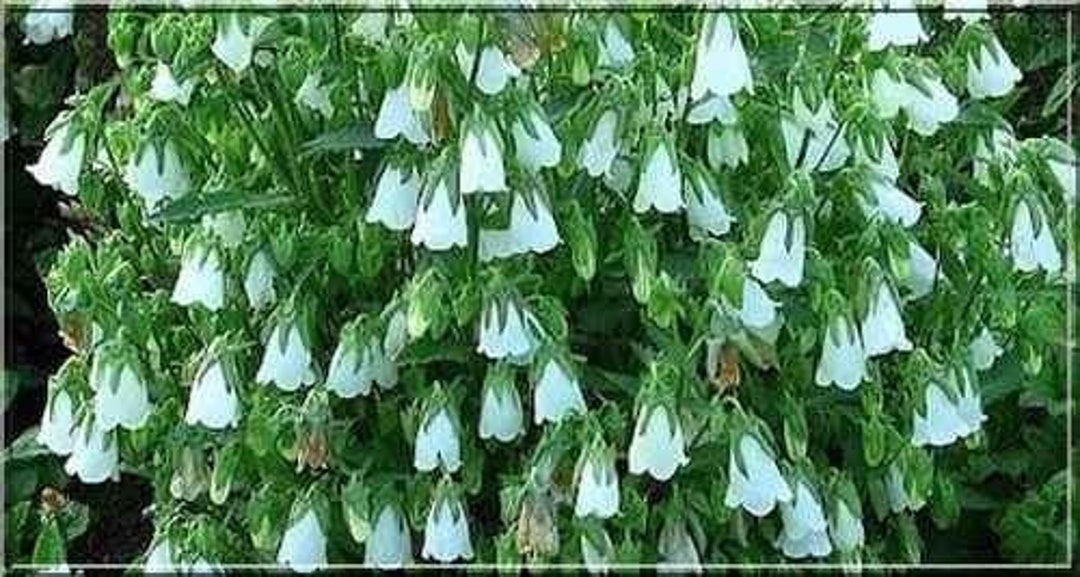 Ring Bellflower Seeds, Symphyandra Pendula SY8025 - Etsy