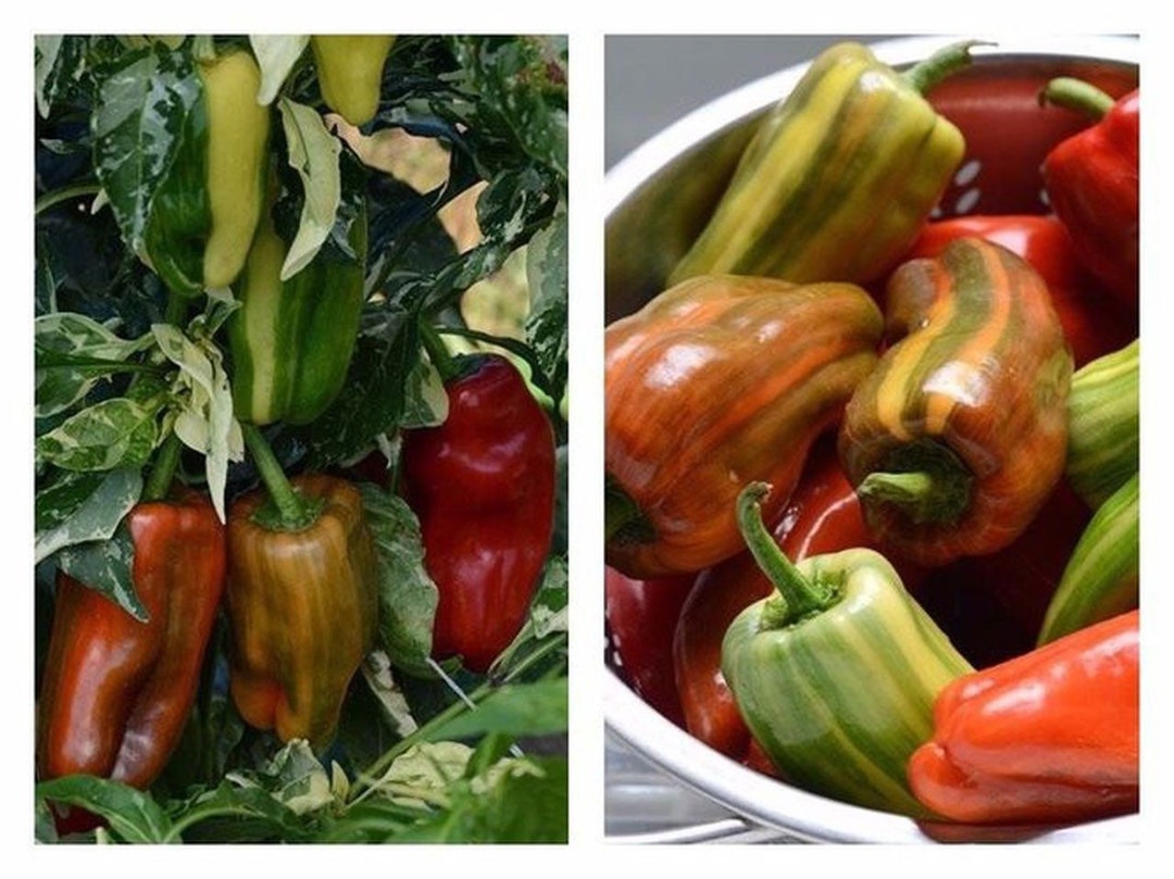 Rare Red Candy Cane Sweet Bell Pepper Seeds, Variegated Foliage, Hybrid ...