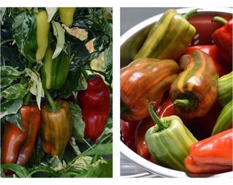 Rare Candy Cane Chocolate Cherry Sweet Bell Pepper Seeds, Variegated ...