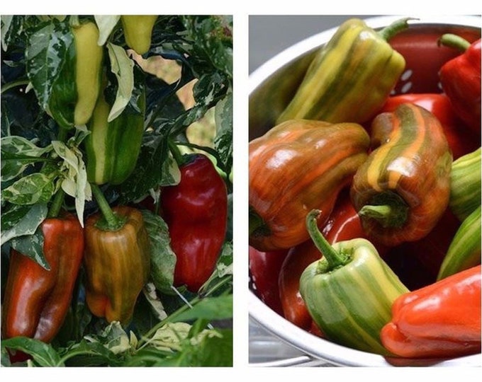 Rare Red Candy Cane Sweet Bell Pepper Seeds, Variegated Foliage, Hybrid ...