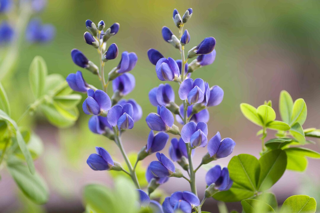 Blue Indigo Plant