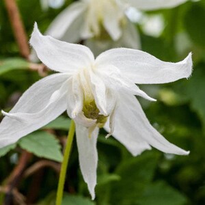 Downy Clematis Seeds, Clematis Macropetala, Vining Clematis CT2210 - Etsy