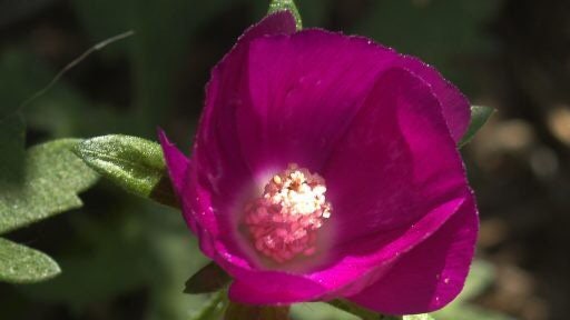 Wine Cup Flower Seeds, Perennial Purple Poppy Mallow, Callirhoe ...