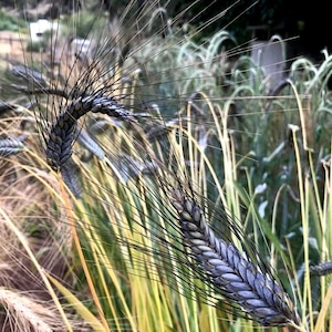 Utrecht Blue Wheat Seeds, Edible and Ornamental, Triticum Durum TR8025 ...