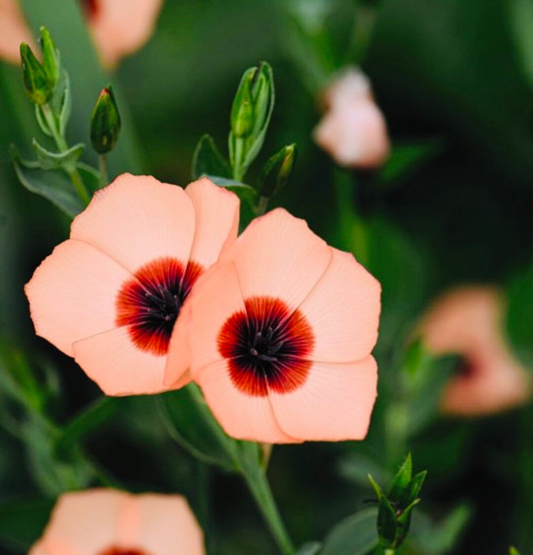 NEW 50 Salmon Bright Eyes Flax Seeds Linum Grandiflorum Bi - Etsy
