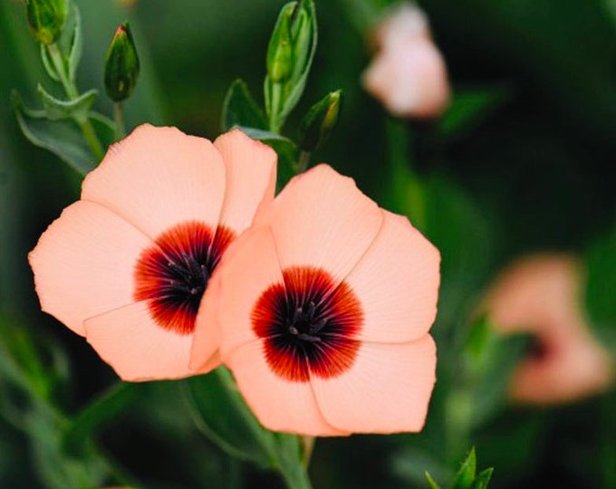 NEW! 50 Salmon Bright Eyes Flax Seeds, Linum Grandiflorum, Bi Color ...