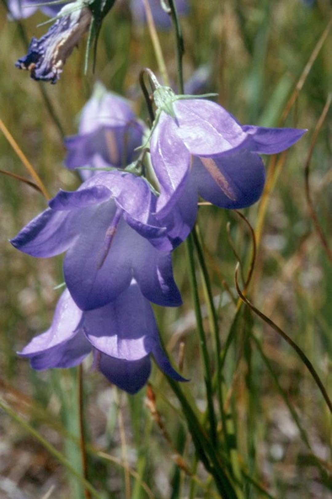 Blue Harebell Seeds, Campanula Rotundifolia, Bluebell CM4025 - Etsy
