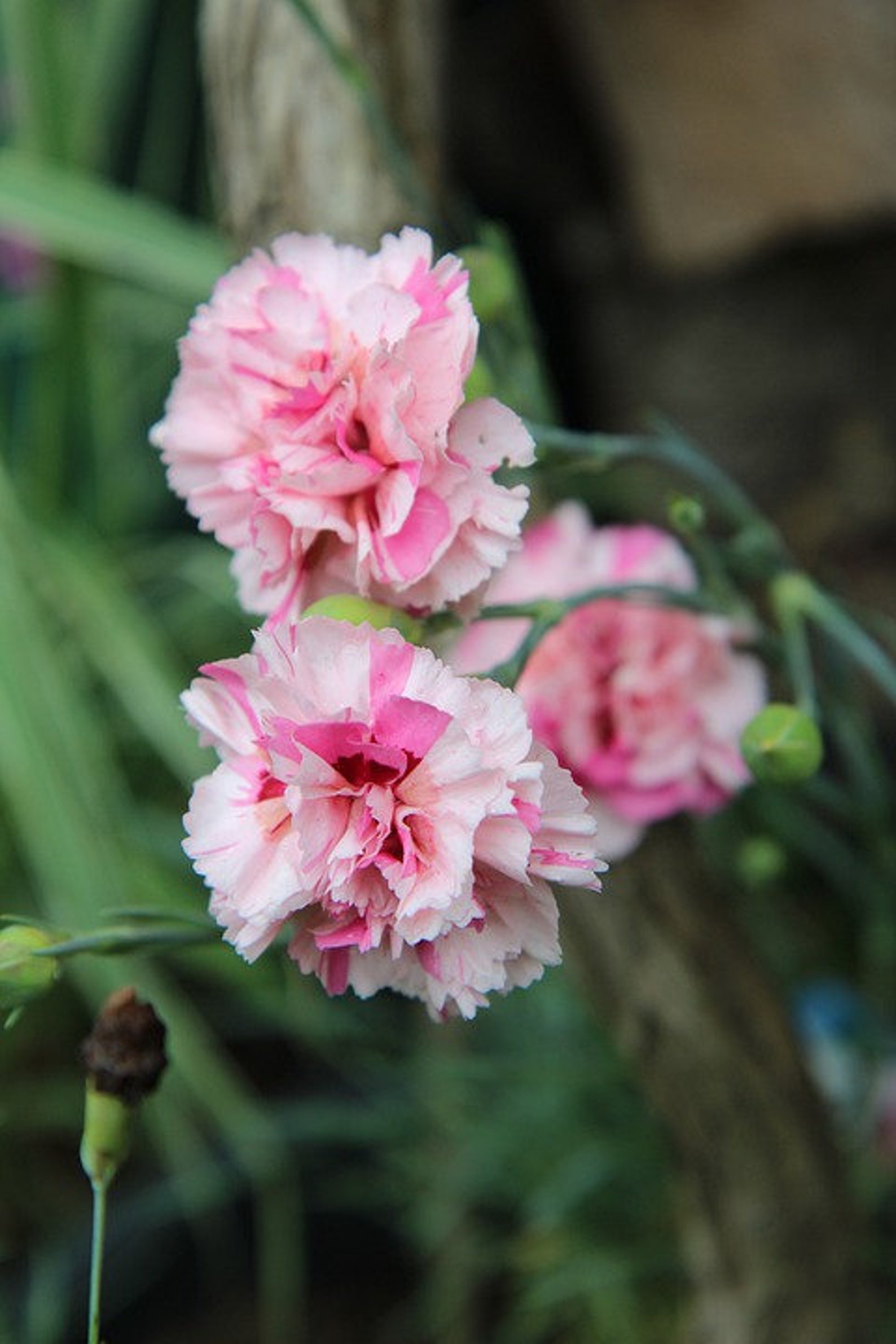 100 Mixed Color Picotee Carnation Seeds Dianthus Caryophyllus - Etsy