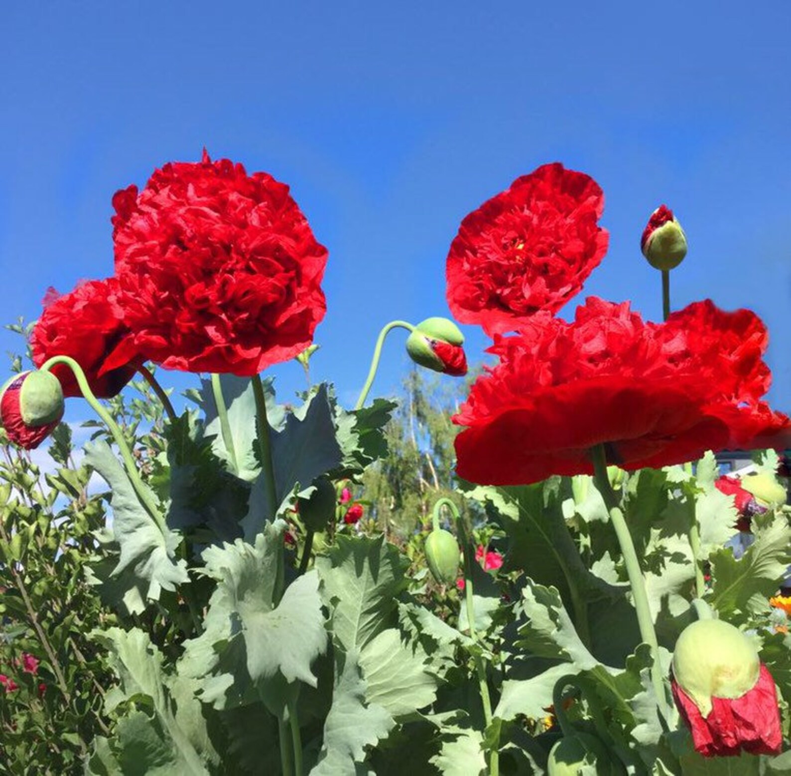 Giant Red Poppy Seeds Lucille Ball Double Peony Papaver | Etsy