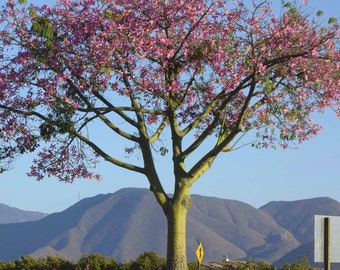 Silk Floss Tree, Chorisia, 10 Seeds, Ceiba, Kapok Tree, Huge Pink ...