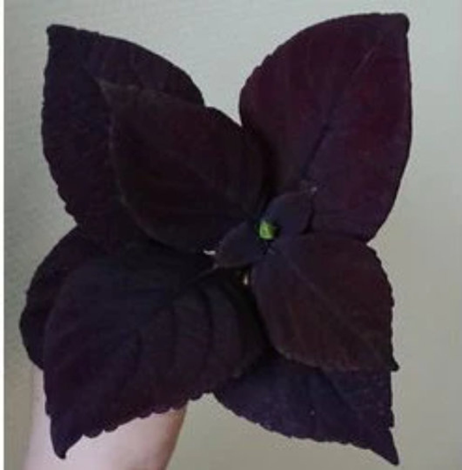Giant Chocolate Coleus, Palisandra Exhibition Seeds, Indoor Shade Plant ...
