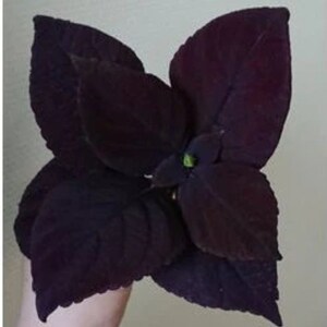 Giant Chocolate Coleus, Palisandra Exhibition Seeds, Indoor Shade Plant ...