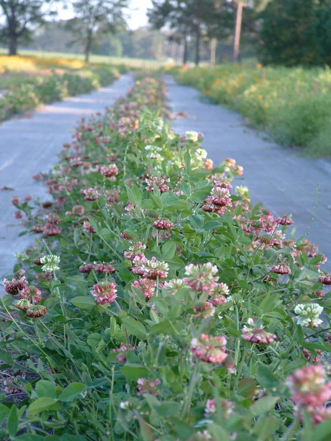 Native Lawn Replacement Buffalo Clover Seeds, Ground Cover, Trifolium ...