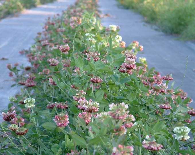 Native Lawn Replacement Buffalo Clover Seeds, Ground Cover, Trifolium ...