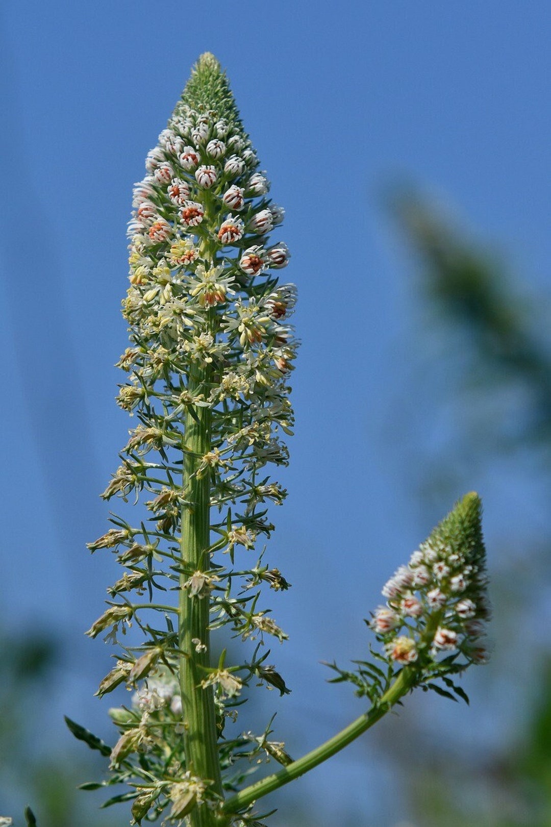 Mignonette Seeds, Fragrant Flowers, Reseda Odorata, RE0150 - Etsy