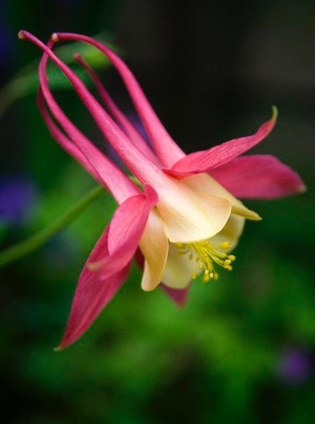 Native Wild Columbine Seeds, Flowering Shade Perennial, Aquilegia ...